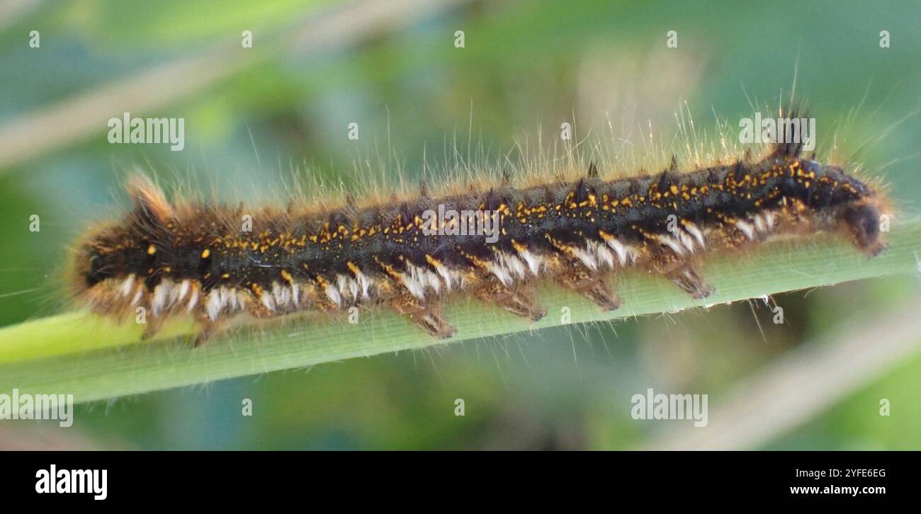 Drinker Moth (Euthrix potatoria Stock Photo - Alamy