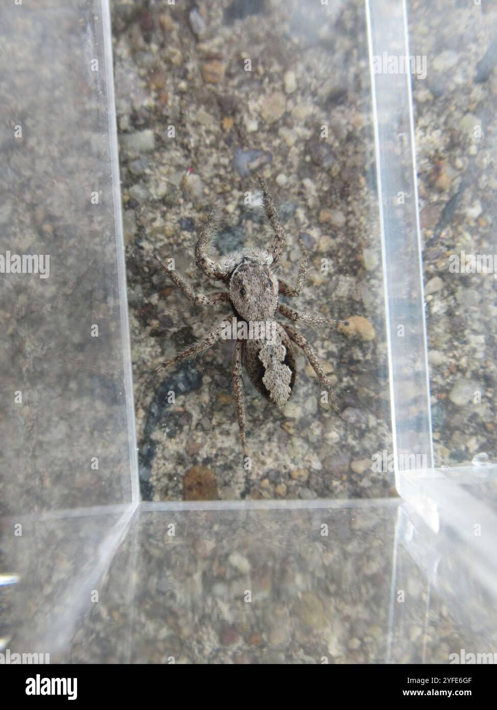 Tan Jumping Spider (Platycryptus undatus Stock Photo - Alamy