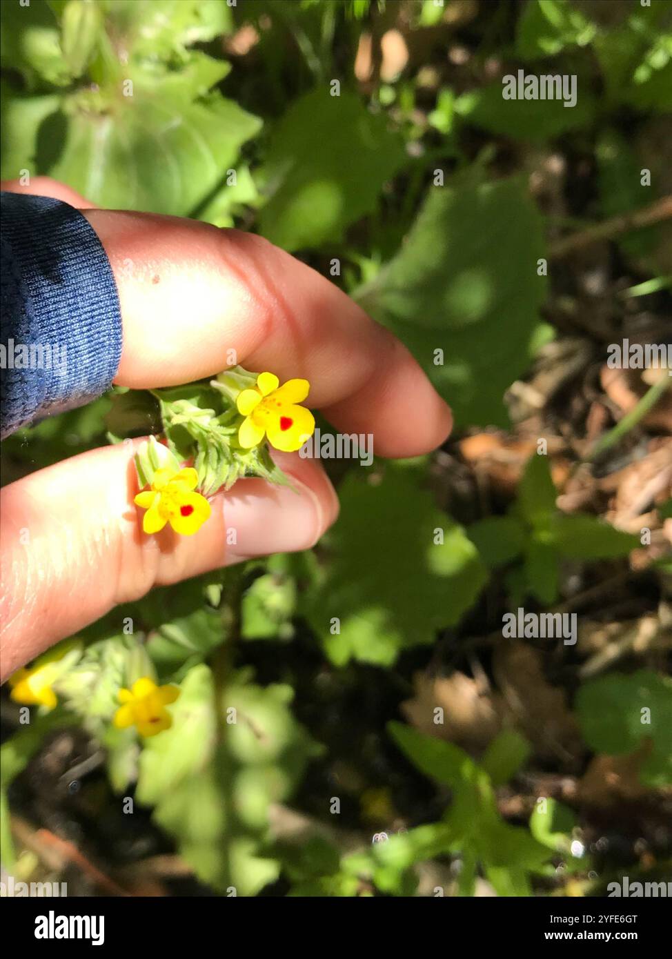 shy monkeyflower (Erythranthe nasuta Stock Photo - Alamy