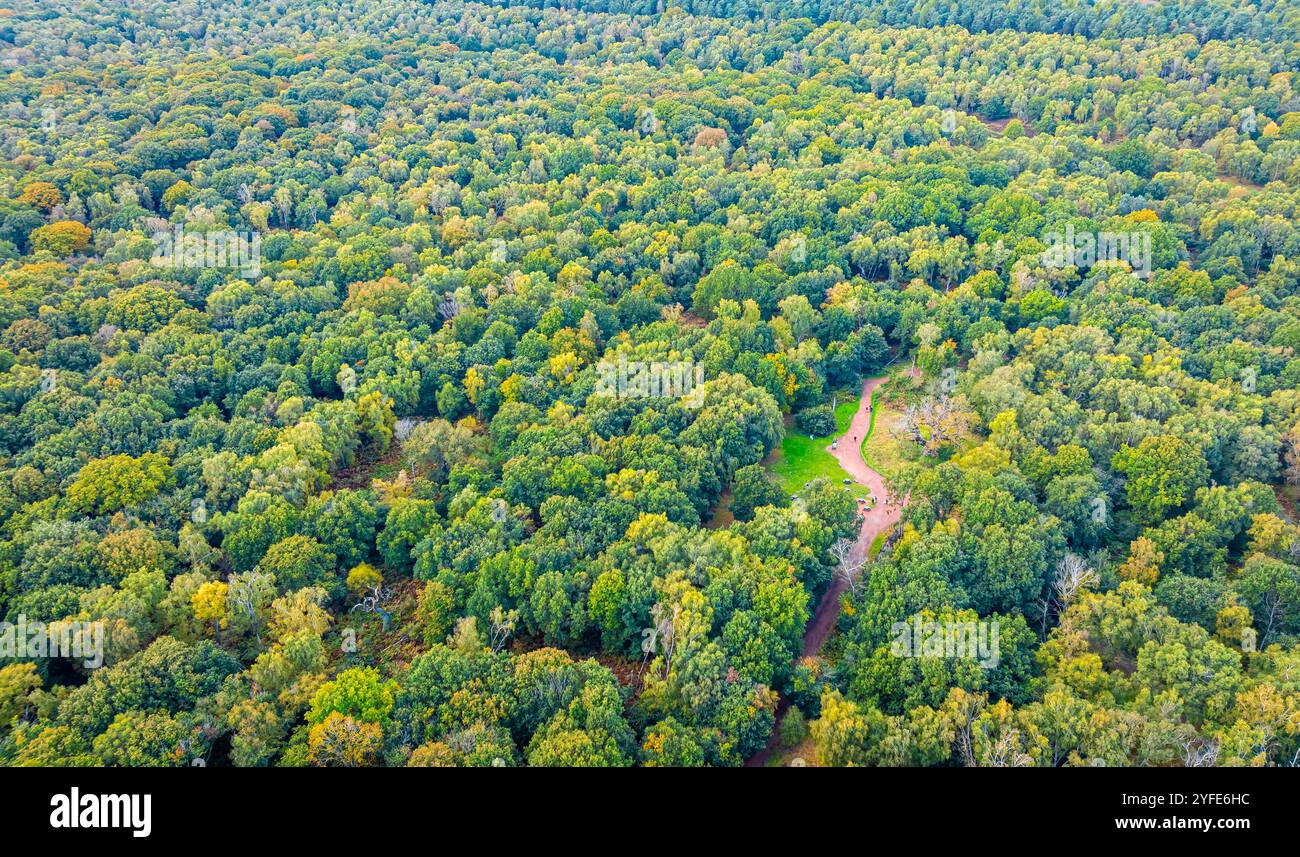 The Major Oak, a large English oak near the village of Edwinstowe in ...
