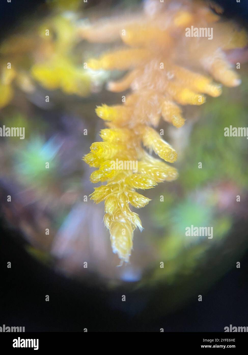 Red-stemmed Feather Moss (Pleurozium schreberi Stock Photo - Alamy