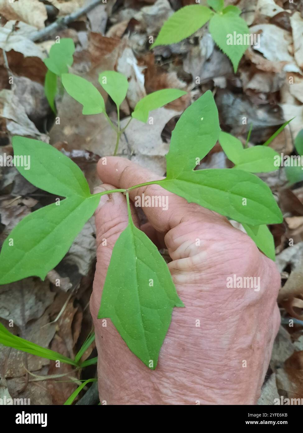 three-leaved rattlesnake root (Nabalus trifoliolatus Stock Photo - Alamy