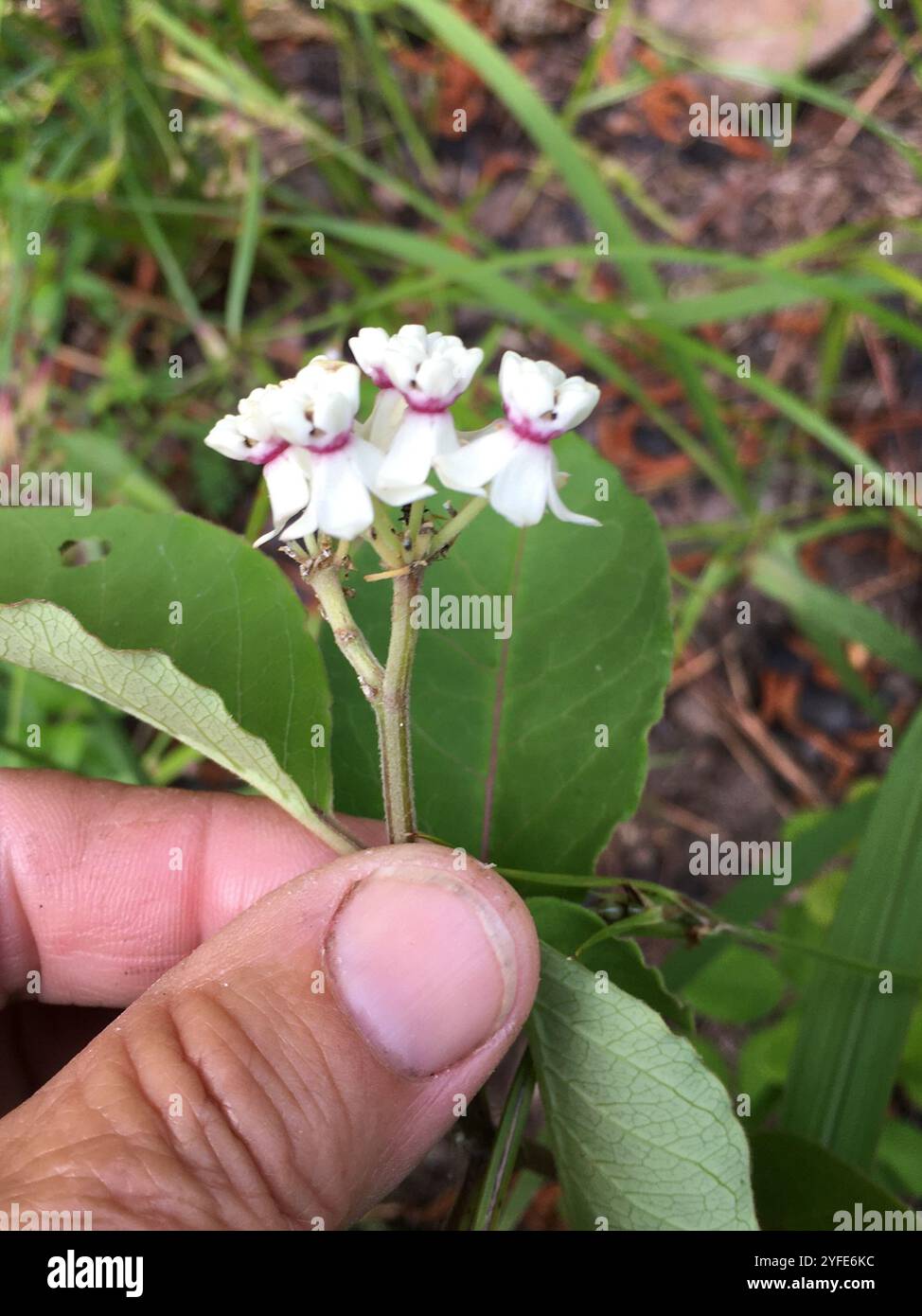 redring milkweed (Asclepias variegata Stock Photo - Alamy
