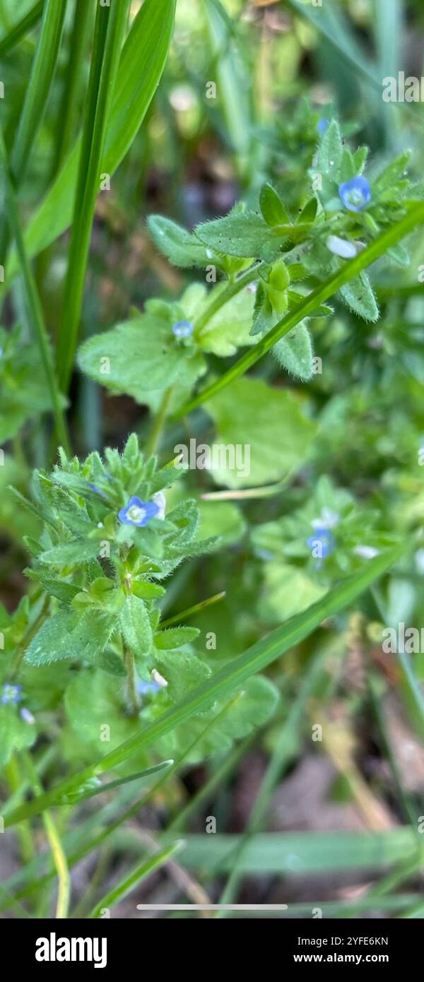corn speedwell (Veronica arvensis Stock Photo - Alamy