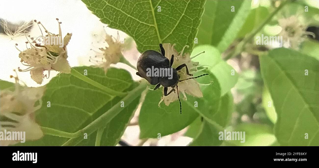 Western Grape Rootworm (Bromius obscurus Stock Photo - Alamy