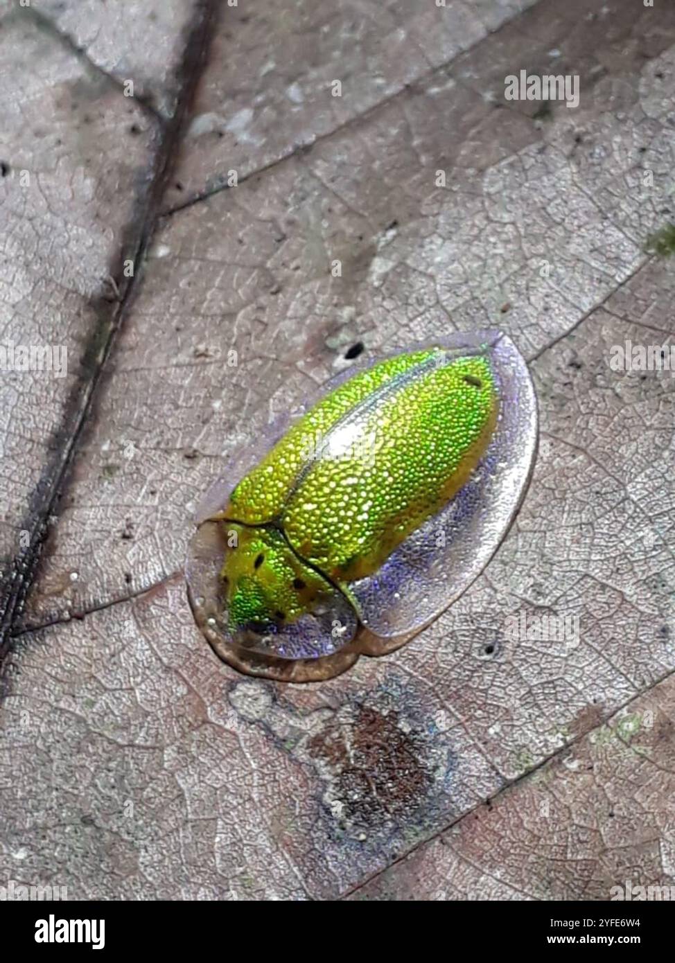 Tortoise and Hispine Beetles (Cassidinae Stock Photo - Alamy