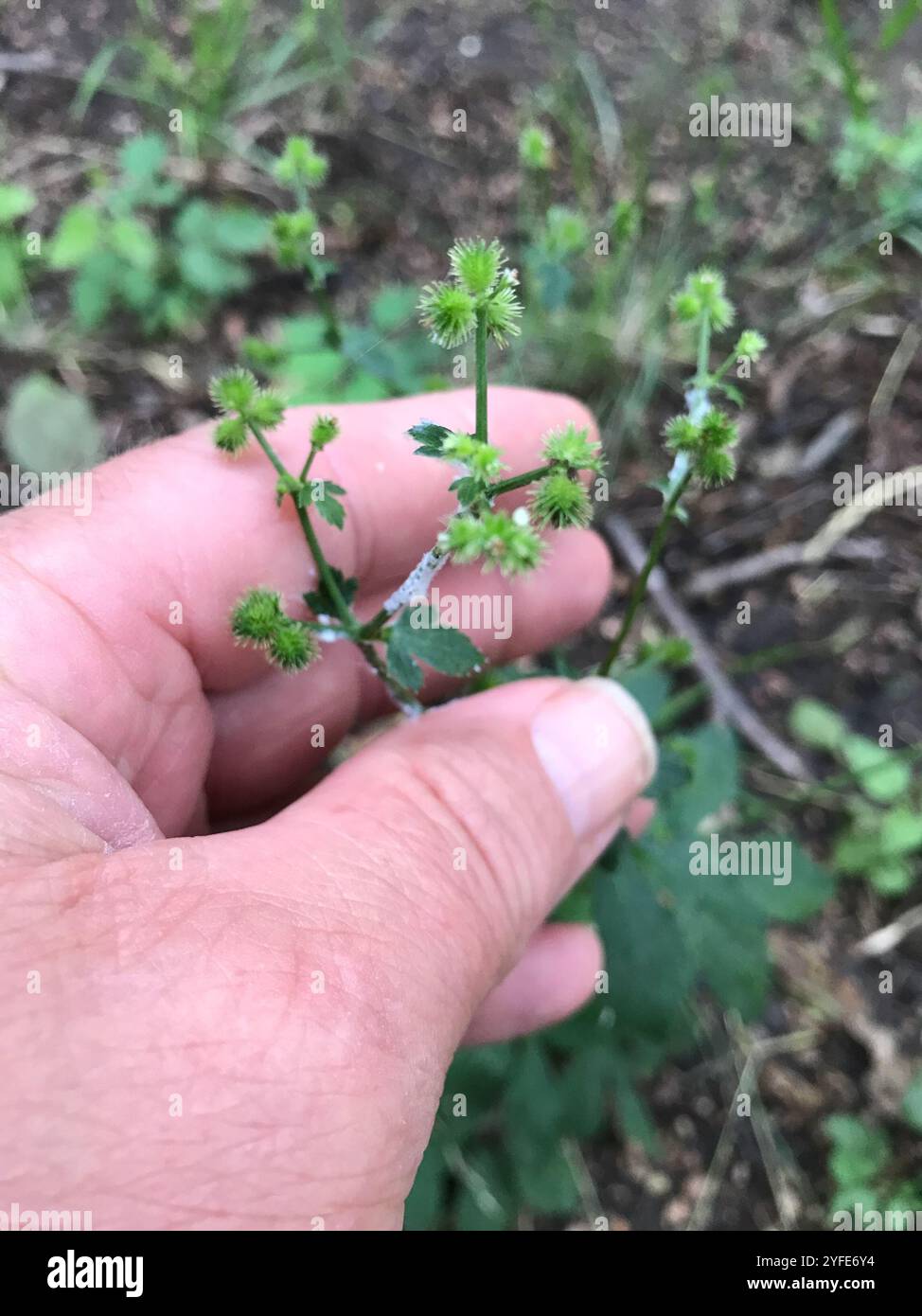 Black Snakeroot (Sanicula canadensis Stock Photo - Alamy