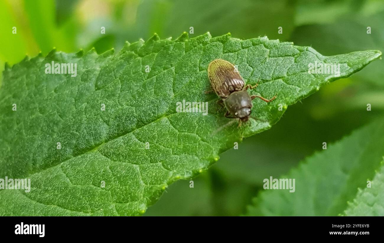 common brown click beetle (Athous haemorrhoidalis Stock Photo - Alamy