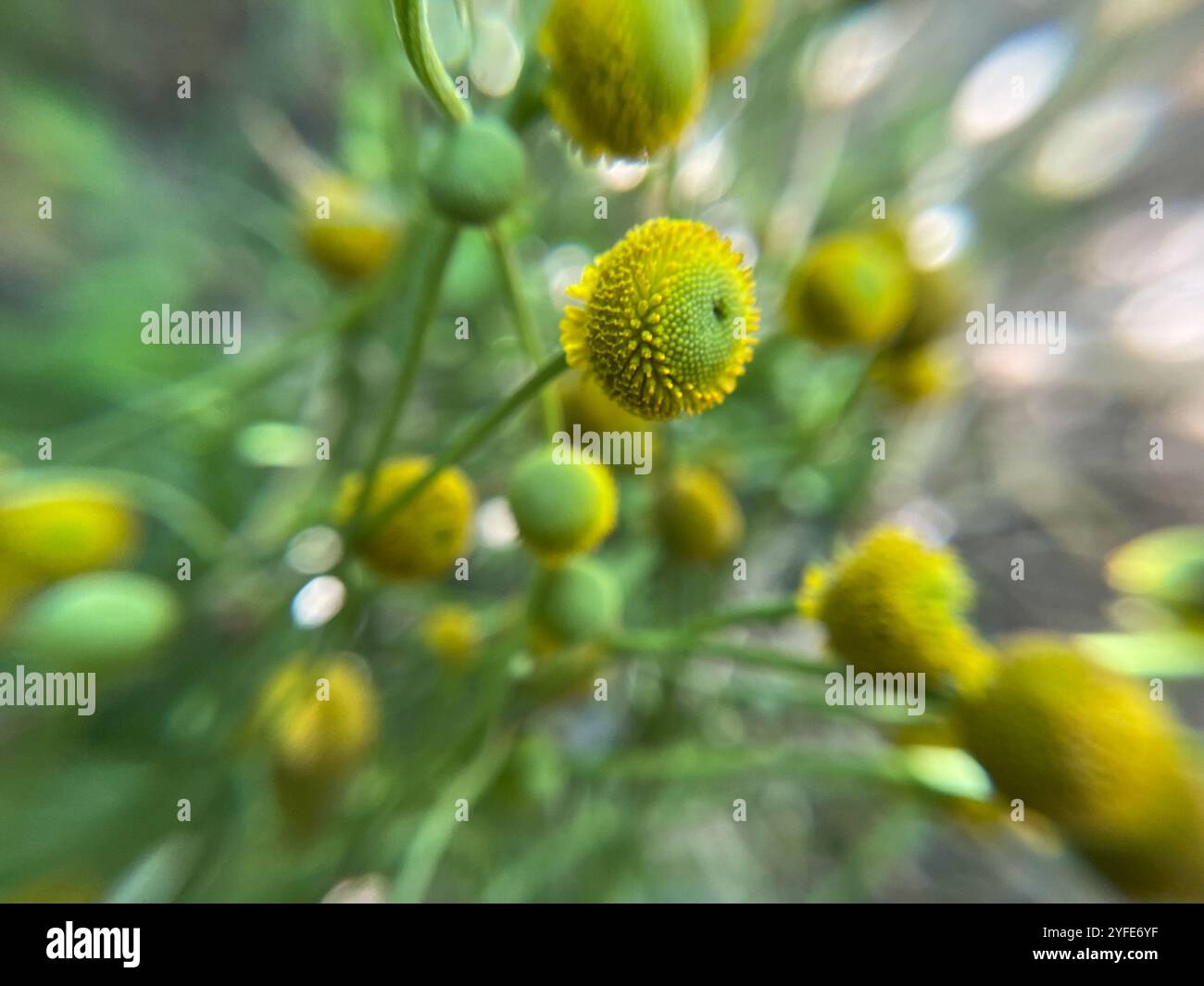 Rosilla hi-res stock photography and images - Alamy