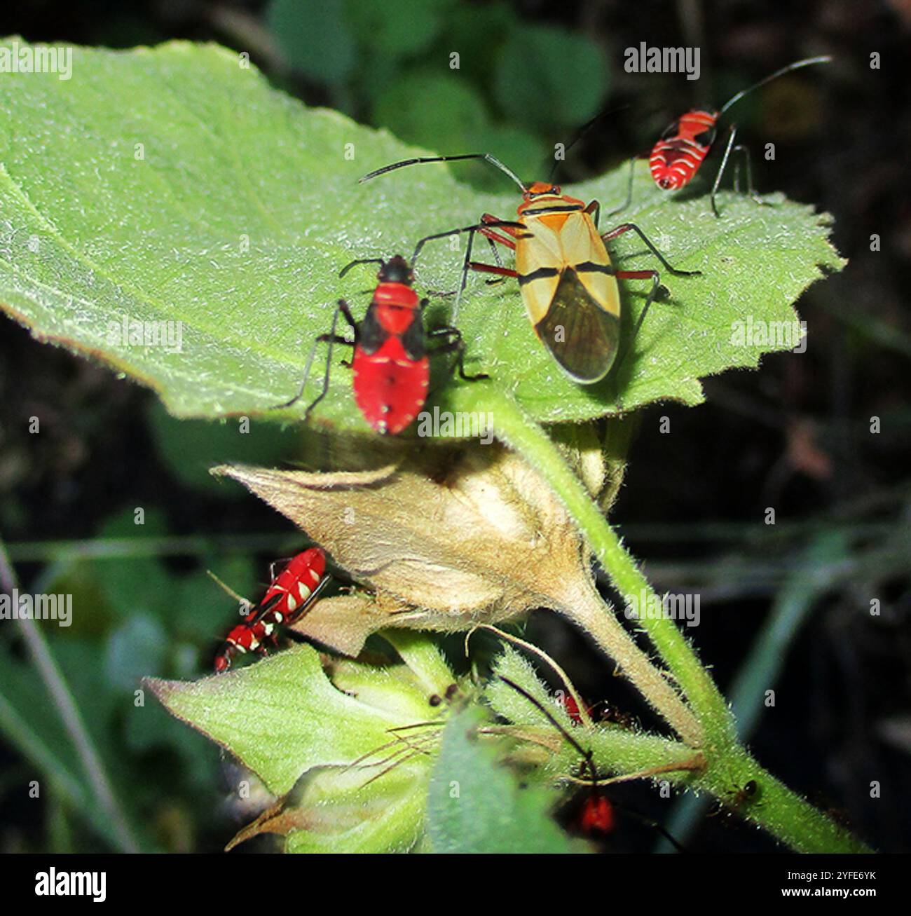 Dysdercus nigrofasciatus hi-res stock photography and images - Alamy