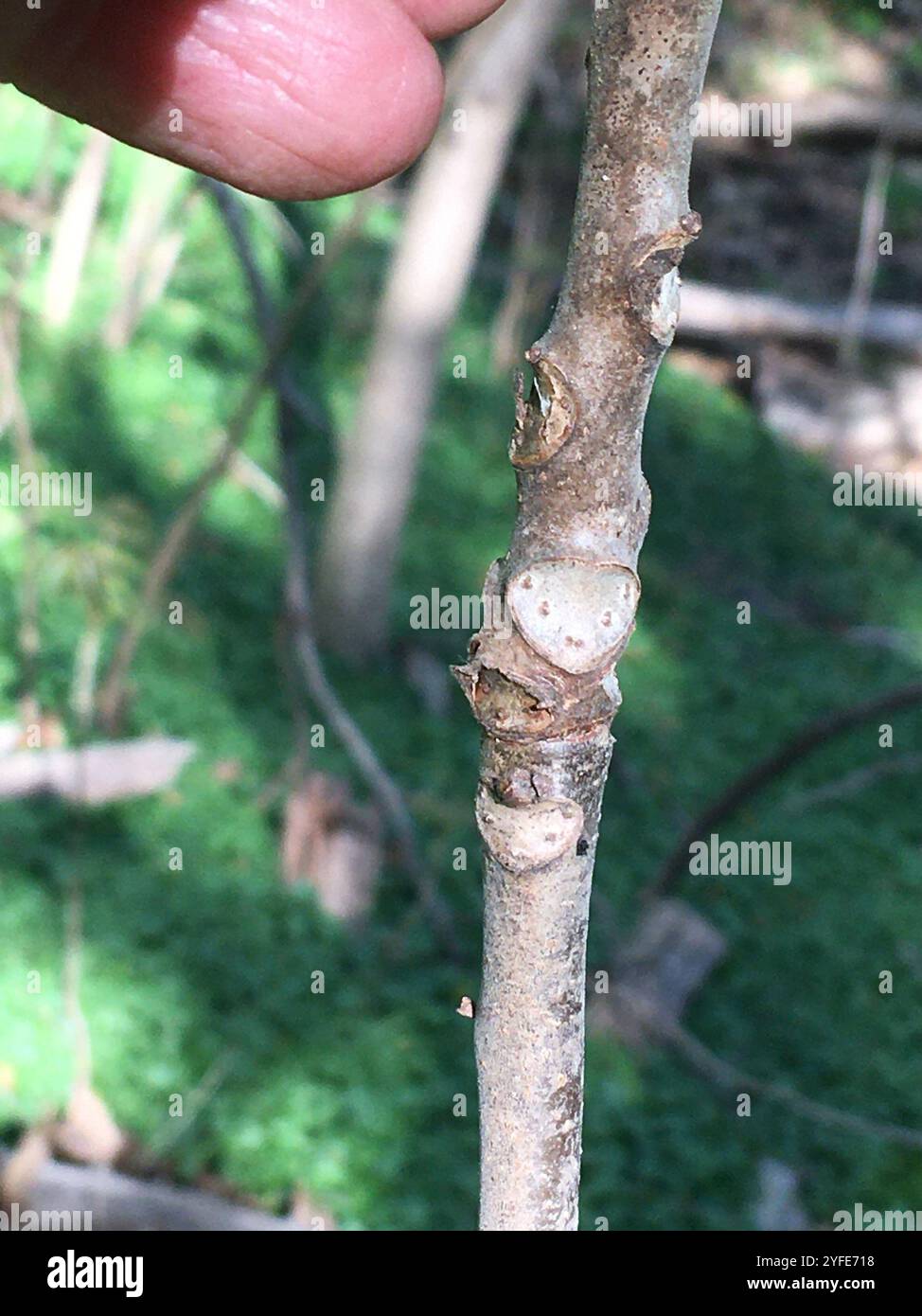 Tun tree (Toona sinensis Stock Photo - Alamy