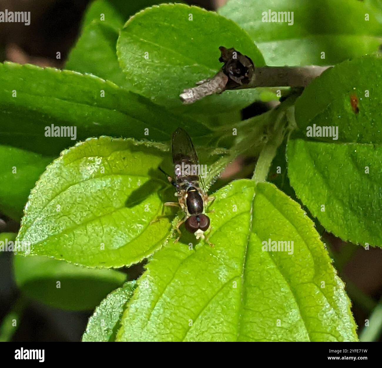 Eastern Calligrapher (Toxomerus geminatus Stock Photo - Alamy