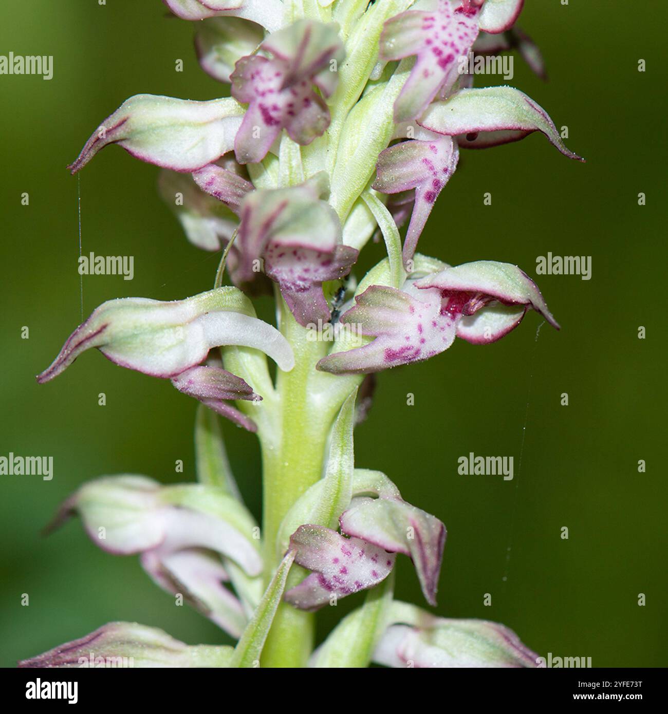 Scented Orchid (Anacamptis coriophora fragrans Stock Photo - Alamy