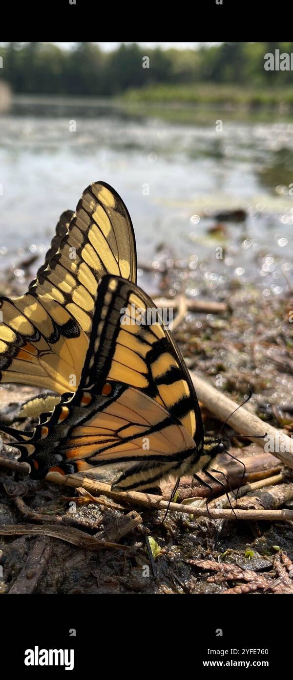 Canadian Tiger Swallowtail (Papilio canadensis Stock Photo - Alamy