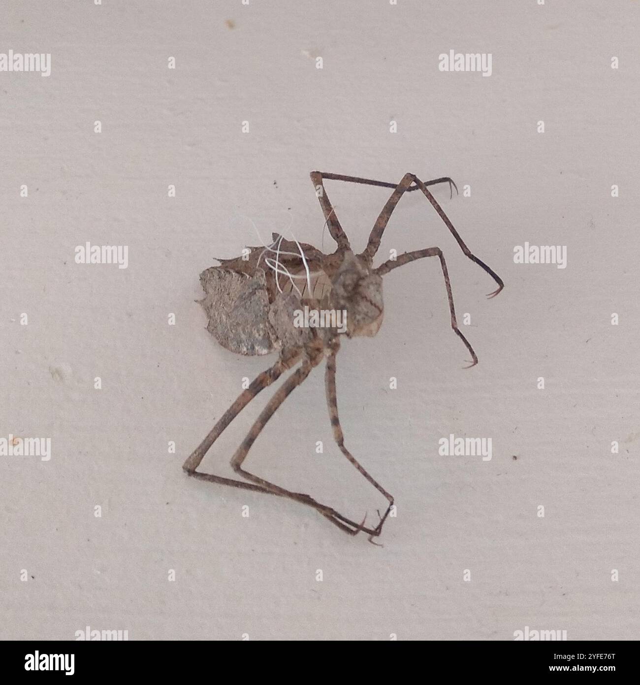 Stream Cruiser (Didymops transversa Stock Photo - Alamy