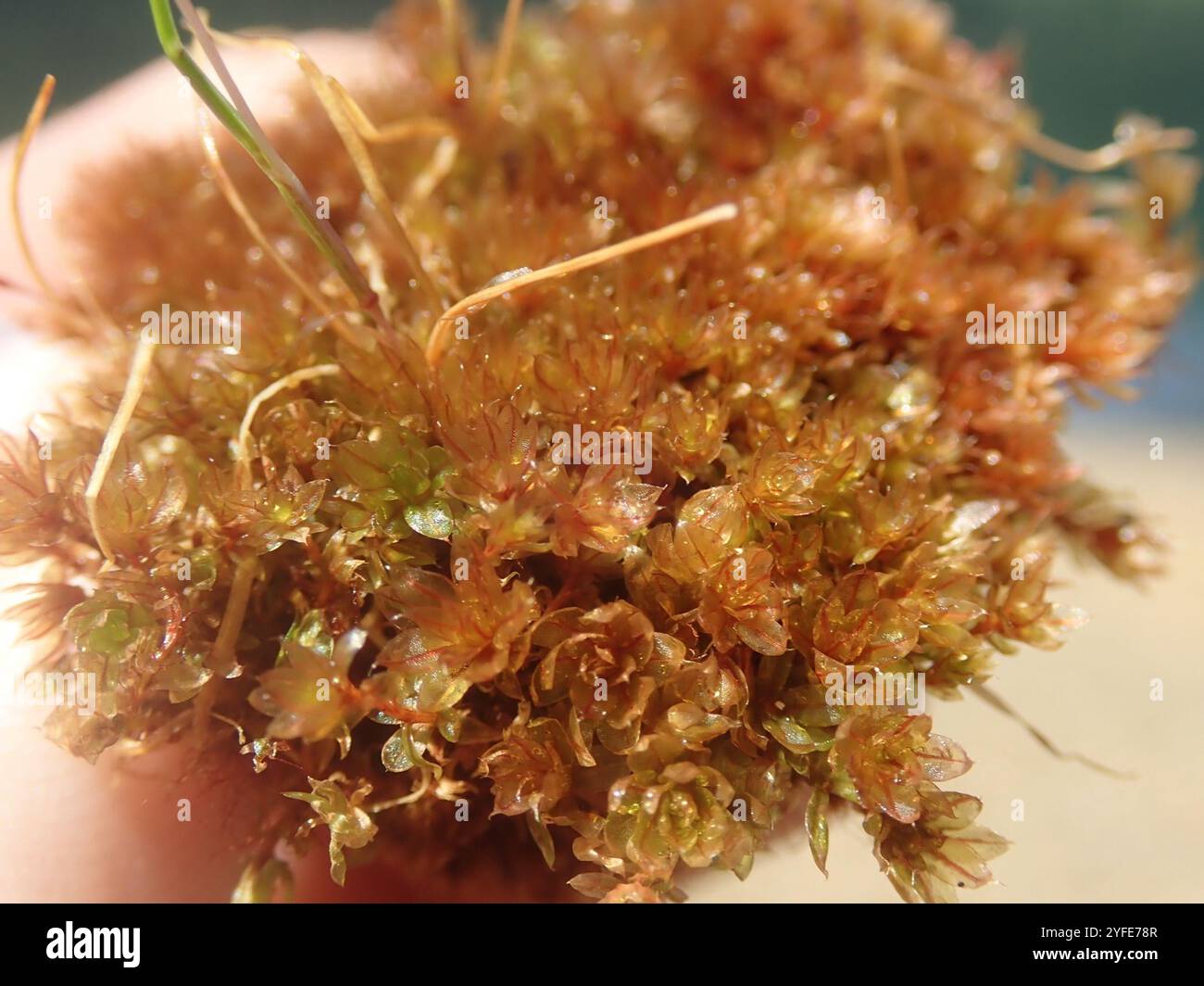 Capillary Thread-moss (Ptychostomum capillare Stock Photo - Alamy