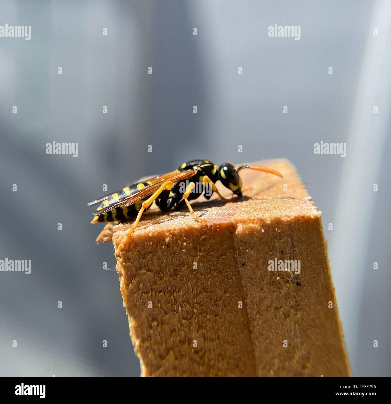 European Paper Wasp (Polistes dominula Stock Photo - Alamy