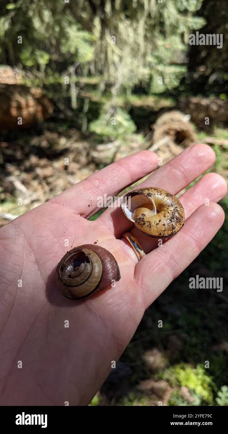 Common Land Snails and Slugs (Stylommatophora Stock Photo - Alamy