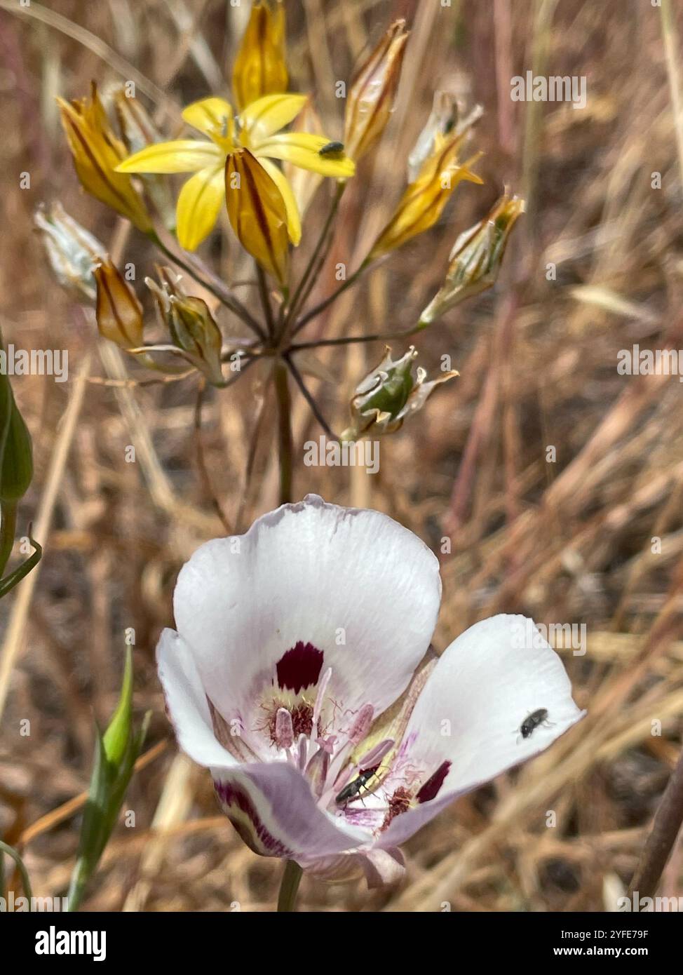 Golden brodiaea hi-res stock photography and images - Alamy