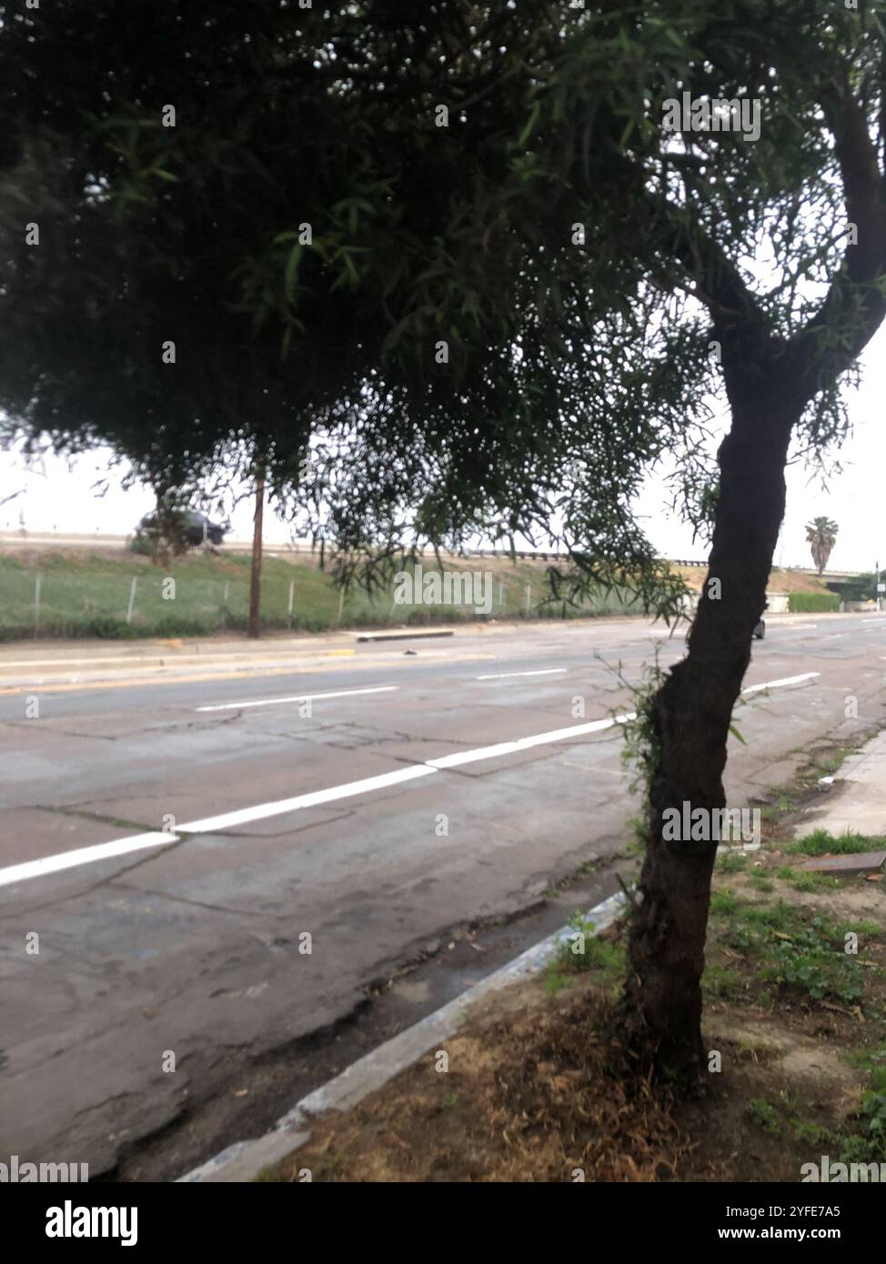 african sumac (Searsia lancea Stock Photo - Alamy