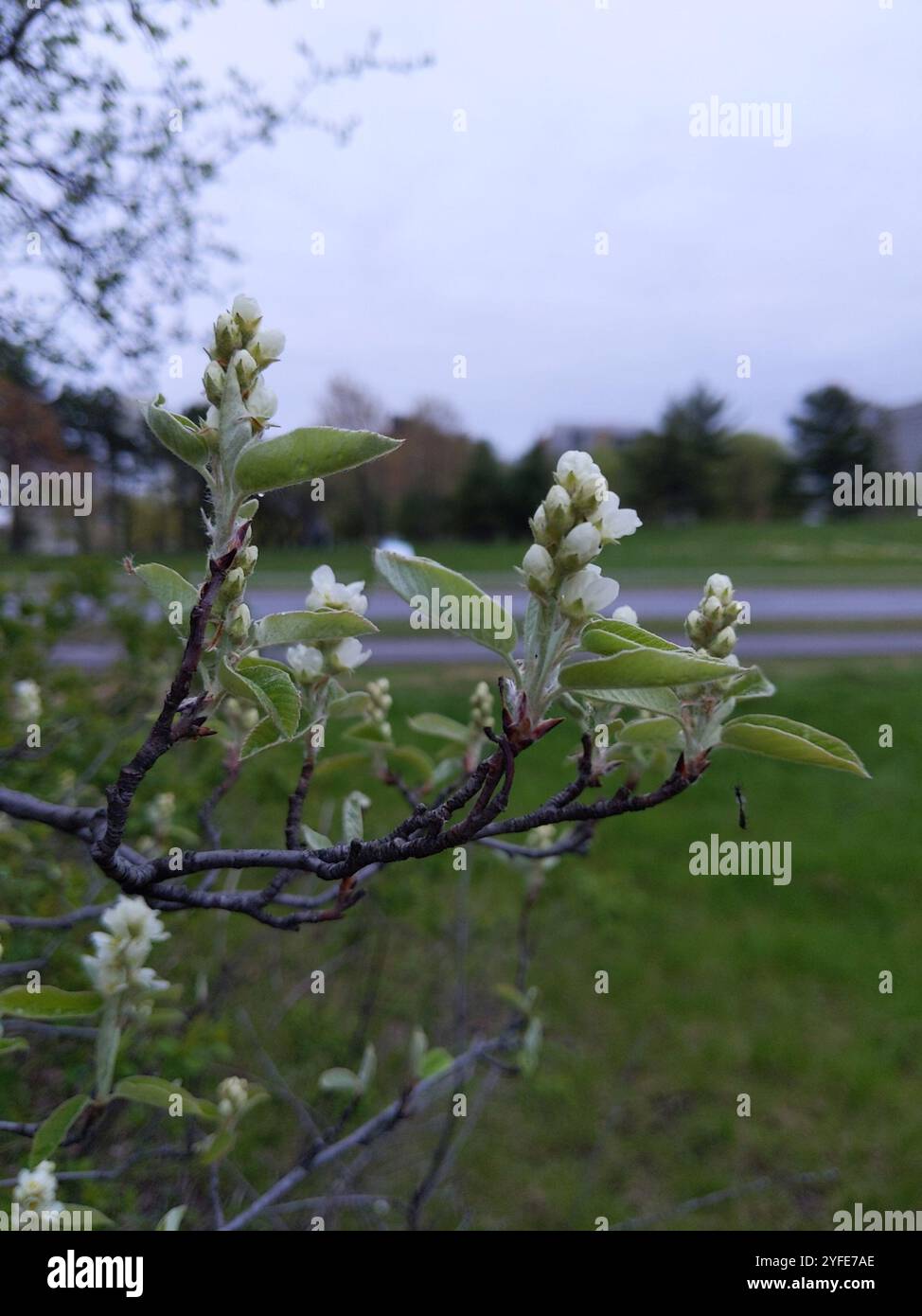 common serviceberry (Amelanchier arborea Stock Photo - Alamy