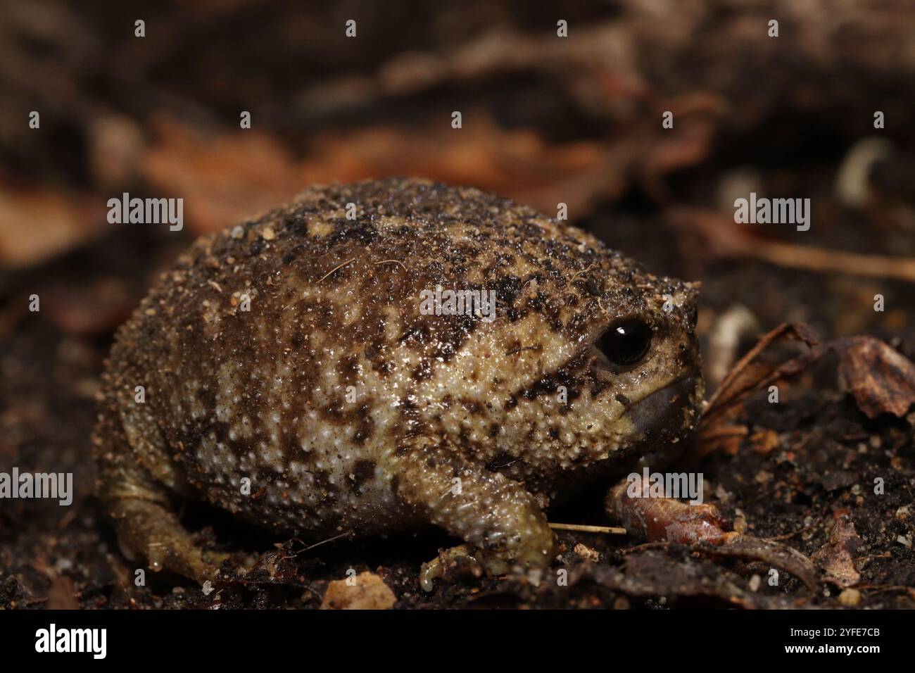 Giant Rain Frog (Breviceps gibbosus Stock Photo - Alamy