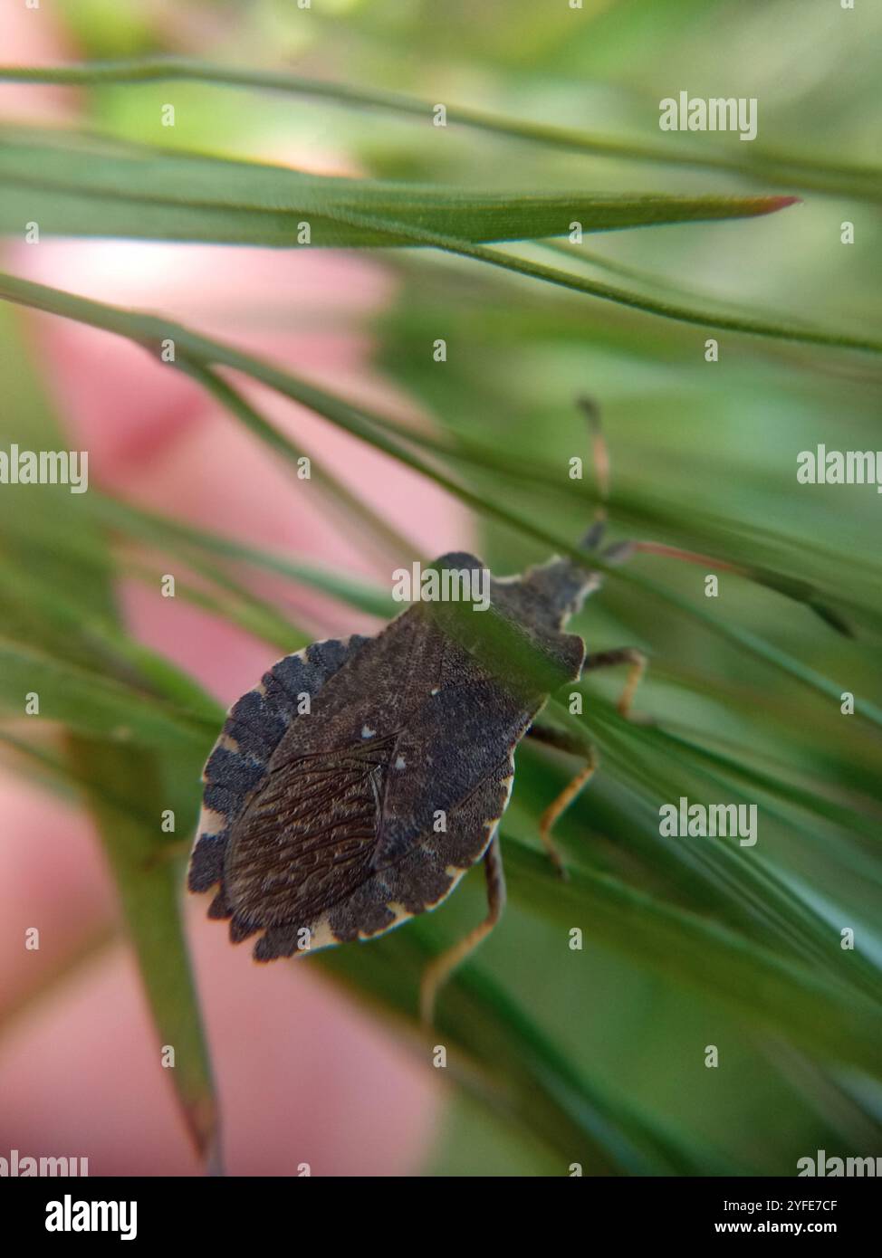 Enoplops hi-res stock photography and images - Alamy