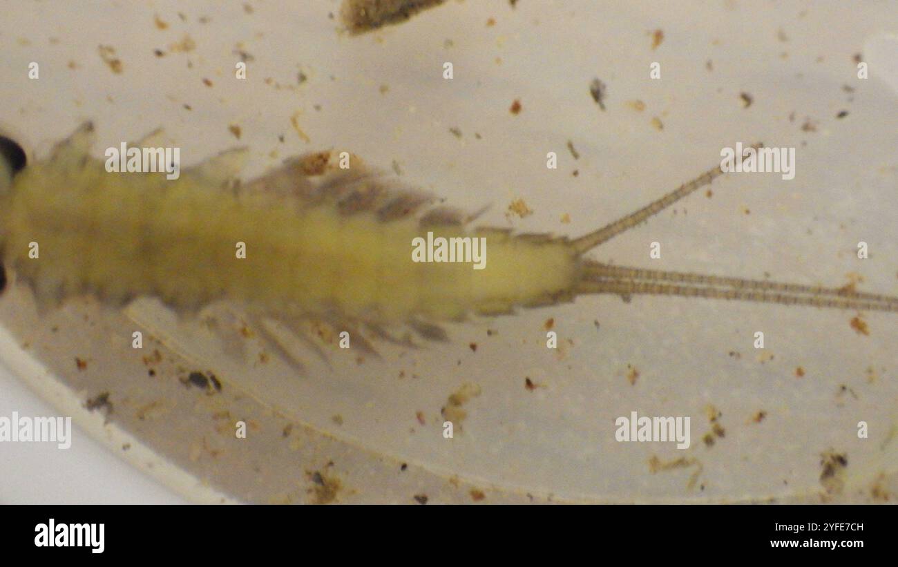 Orange Cahill (Stenacron interpunctatum Stock Photo - Alamy