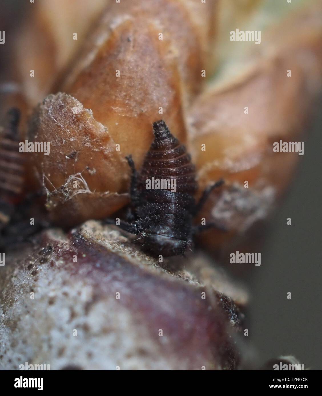 Typical Treehoppers (Membracidae Stock Photo - Alamy