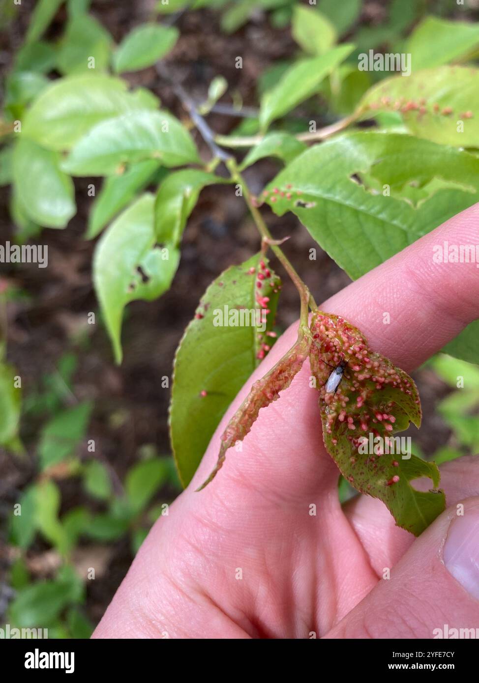 Dance Flies, Long-legged Flies, and Allies (Empidoidea Stock Photo - Alamy