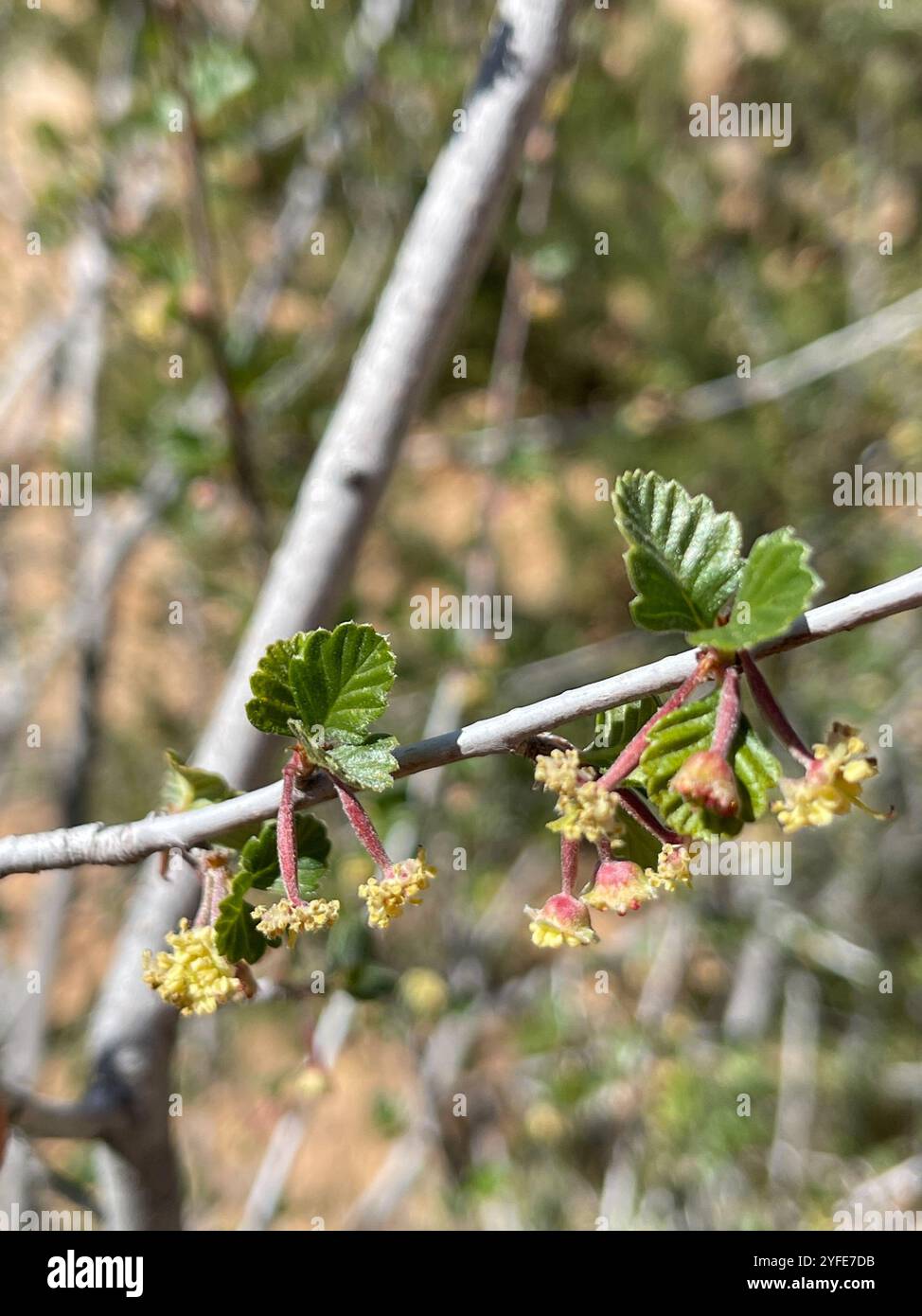 Alderleaf Mountain Mahogany (Cercocarpus montanus Stock Photo - Alamy