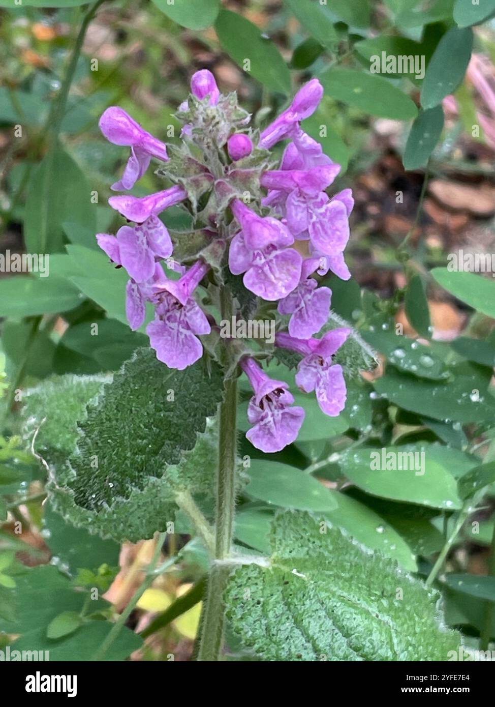 Rough Hedgenettle (Stachys rigida Stock Photo - Alamy