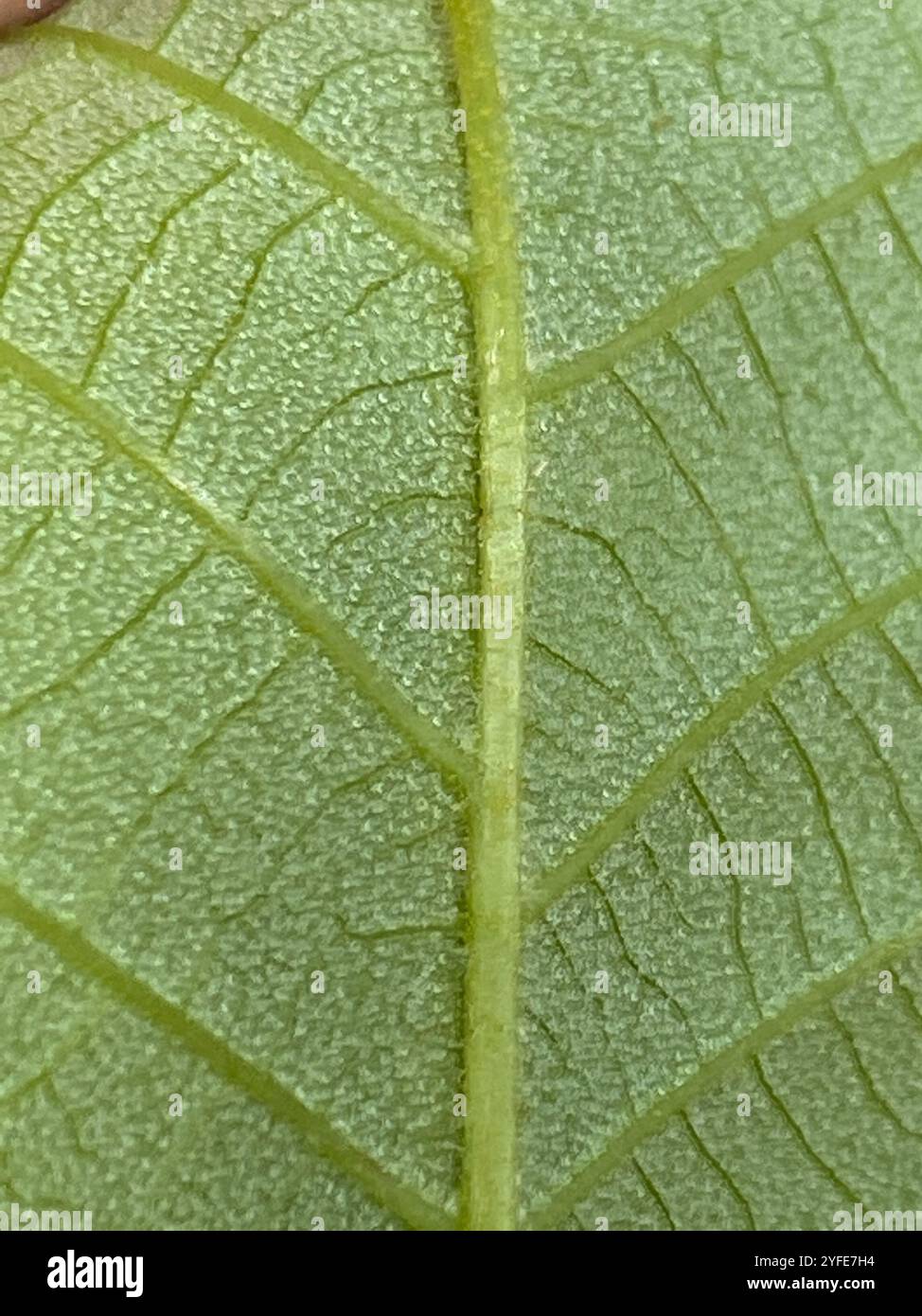 sand hickory (Carya pallida Stock Photo - Alamy