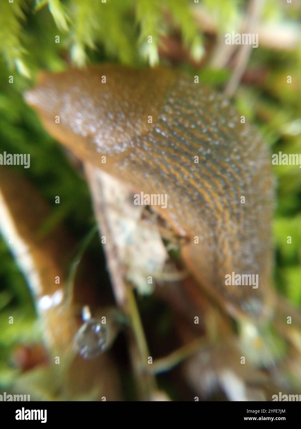 Spanish Slug (Arion vulgaris Stock Photo - Alamy