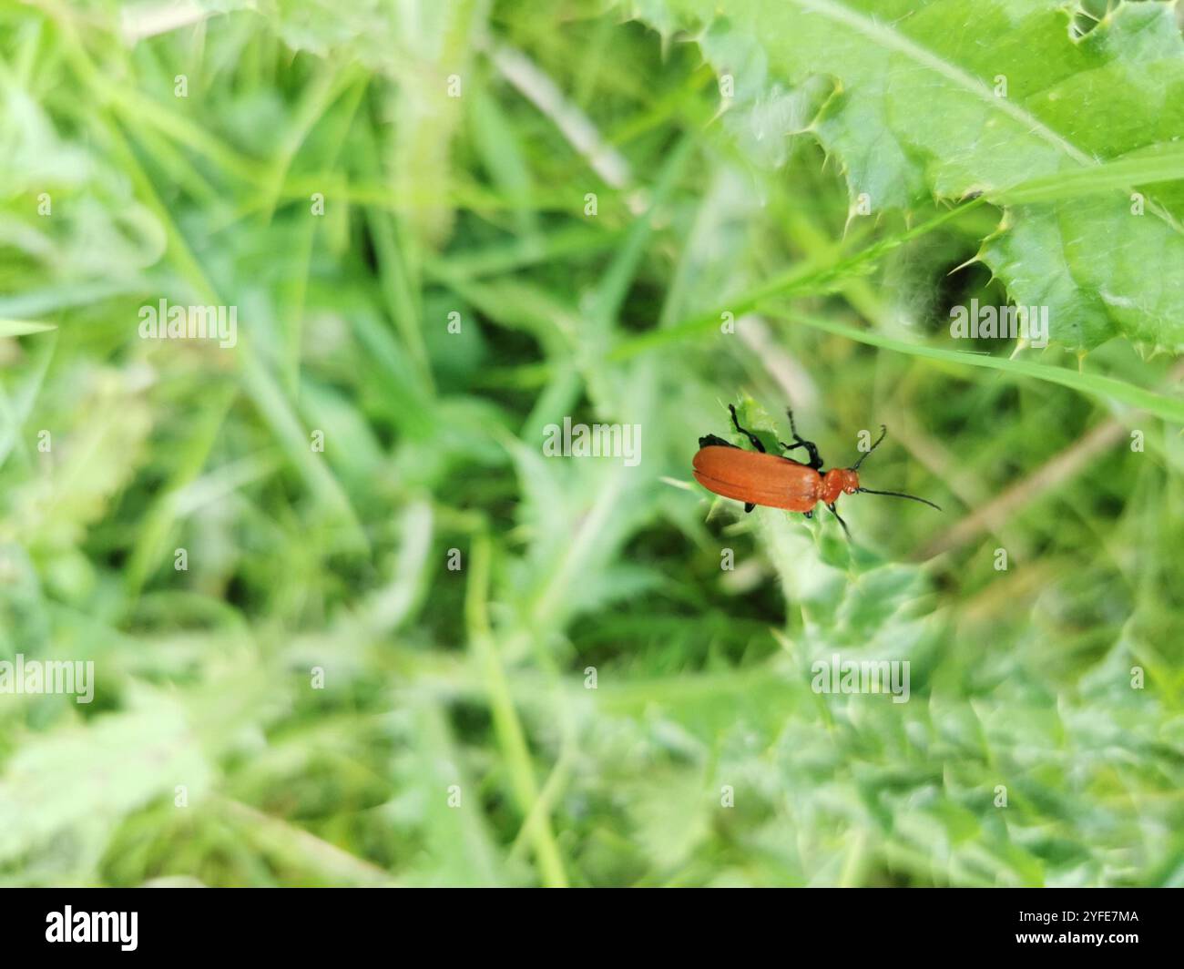 Common Cardinal Beetle (Pyrochroa serraticornis Stock Photo - Alamy