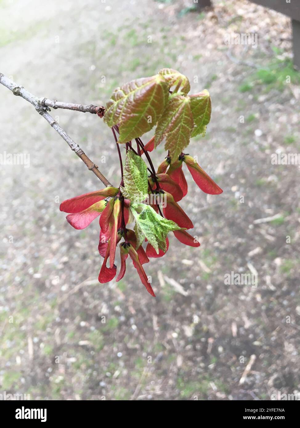 red maple (Acer rubrum Stock Photo - Alamy