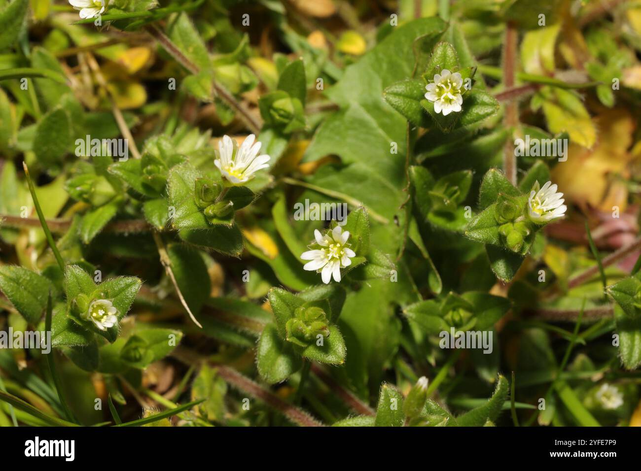 Common mouse-ear chickweed (Cerastium fontanum Stock Photo - Alamy