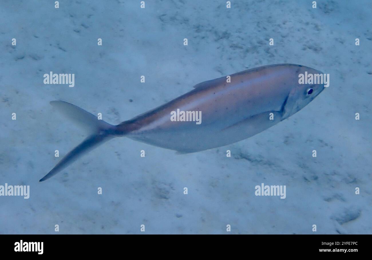 Caranx ruber hi-res stock photography and images - Alamy