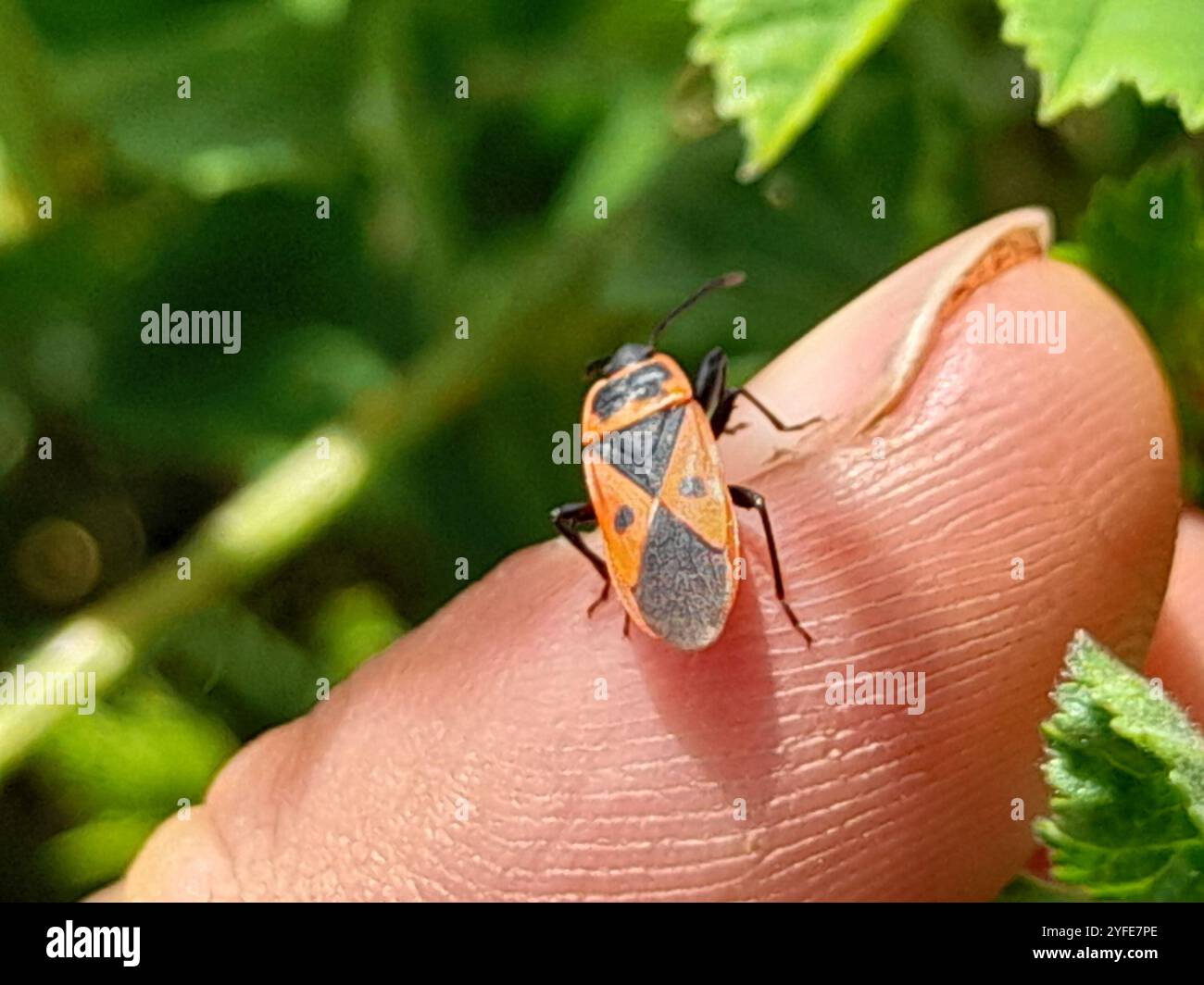 Mediterranean red bug (Scantius aegyptius Stock Photo - Alamy
