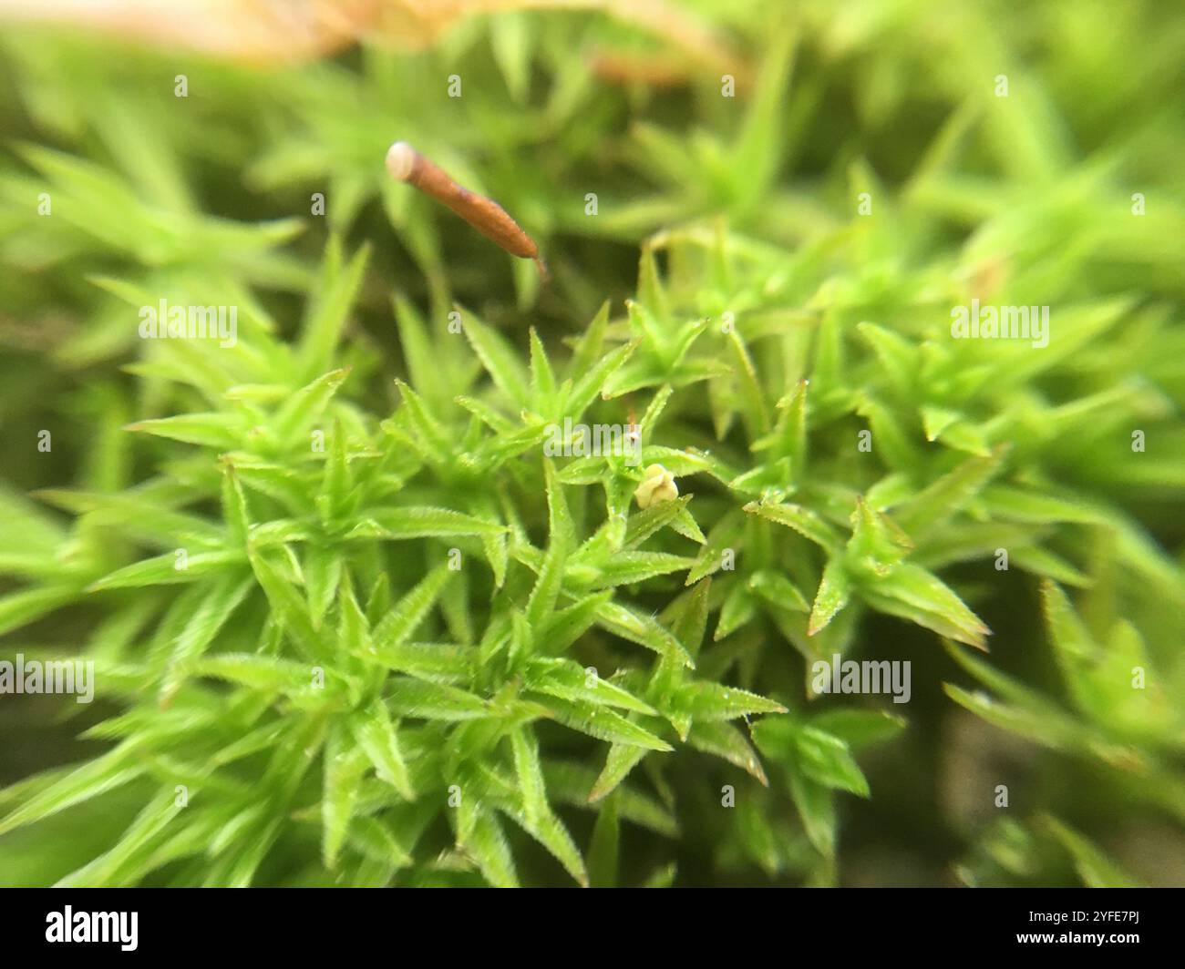 lesser smoothcap (Atrichum angustatum Stock Photo - Alamy