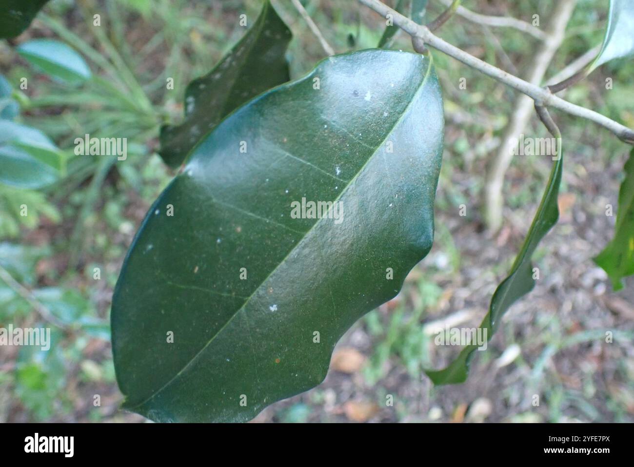 Ironwood (Olea capensis macrocarpa Stock Photo - Alamy