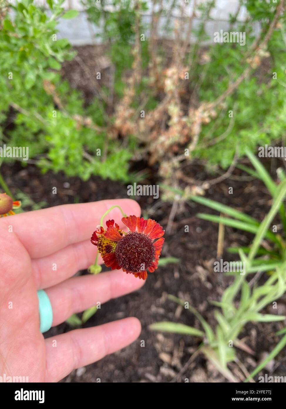 Southern Sneezeweed (Helenium flexuosum Stock Photo - Alamy