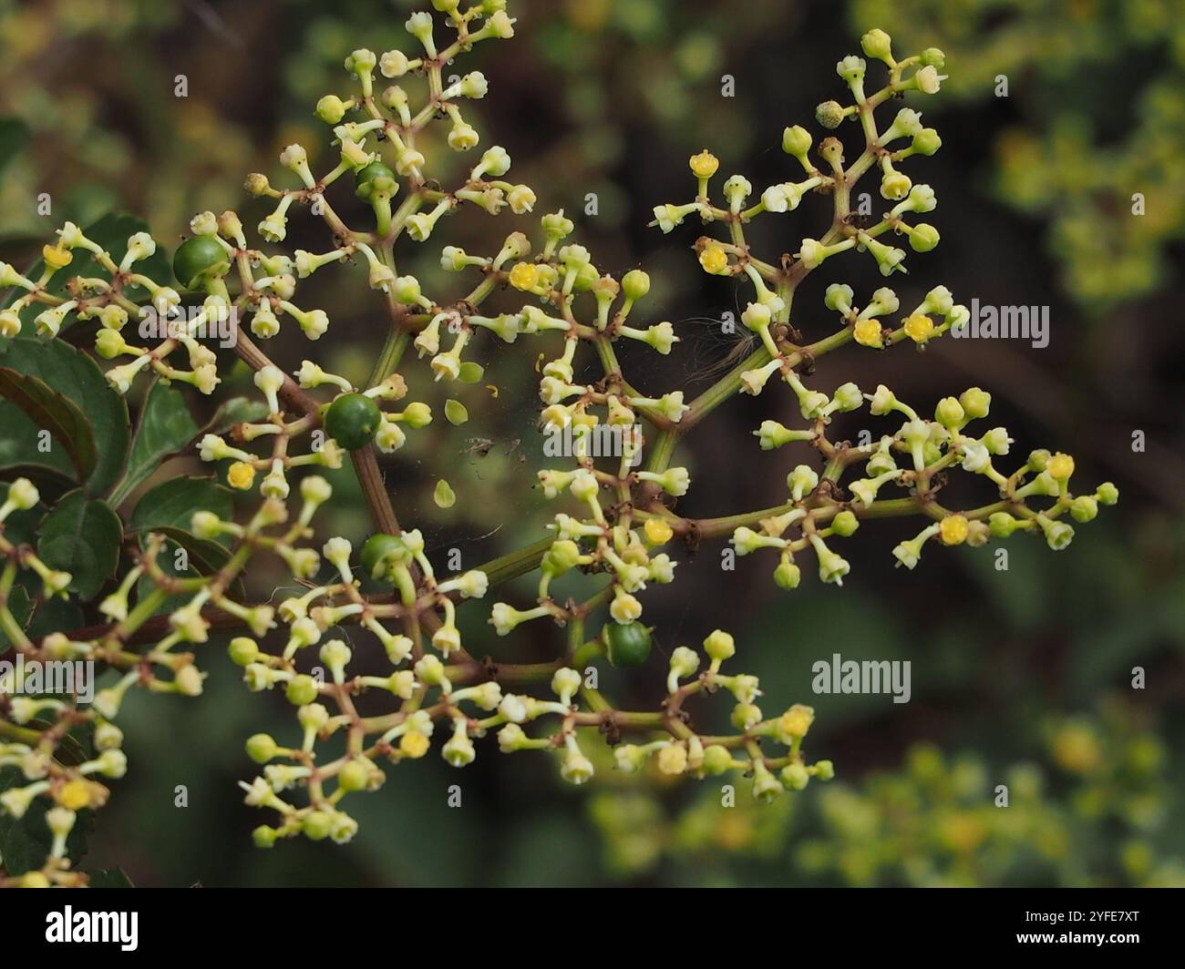 Bushkiller (Causonis japonica Stock Photo - Alamy