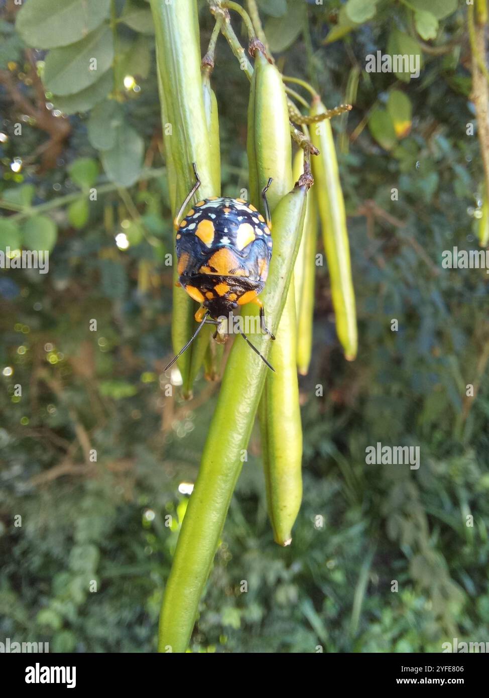 Yellow-edged Stink Bug (Chinavia pallidoconspersa Stock Photo - Alamy