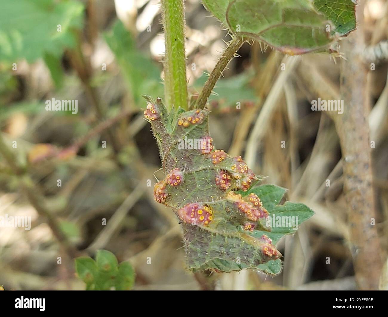 Nettle Clustercup Rust fungus (Puccinia urticata Stock Photo - Alamy