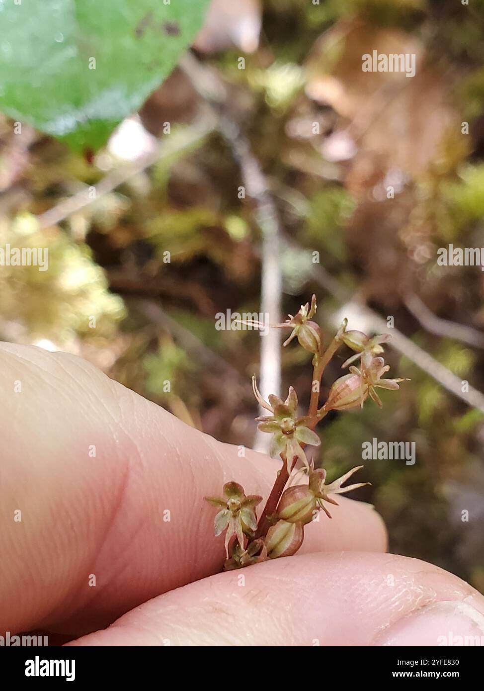 Heartleaf Twayblade (Neottia cordata Stock Photo - Alamy