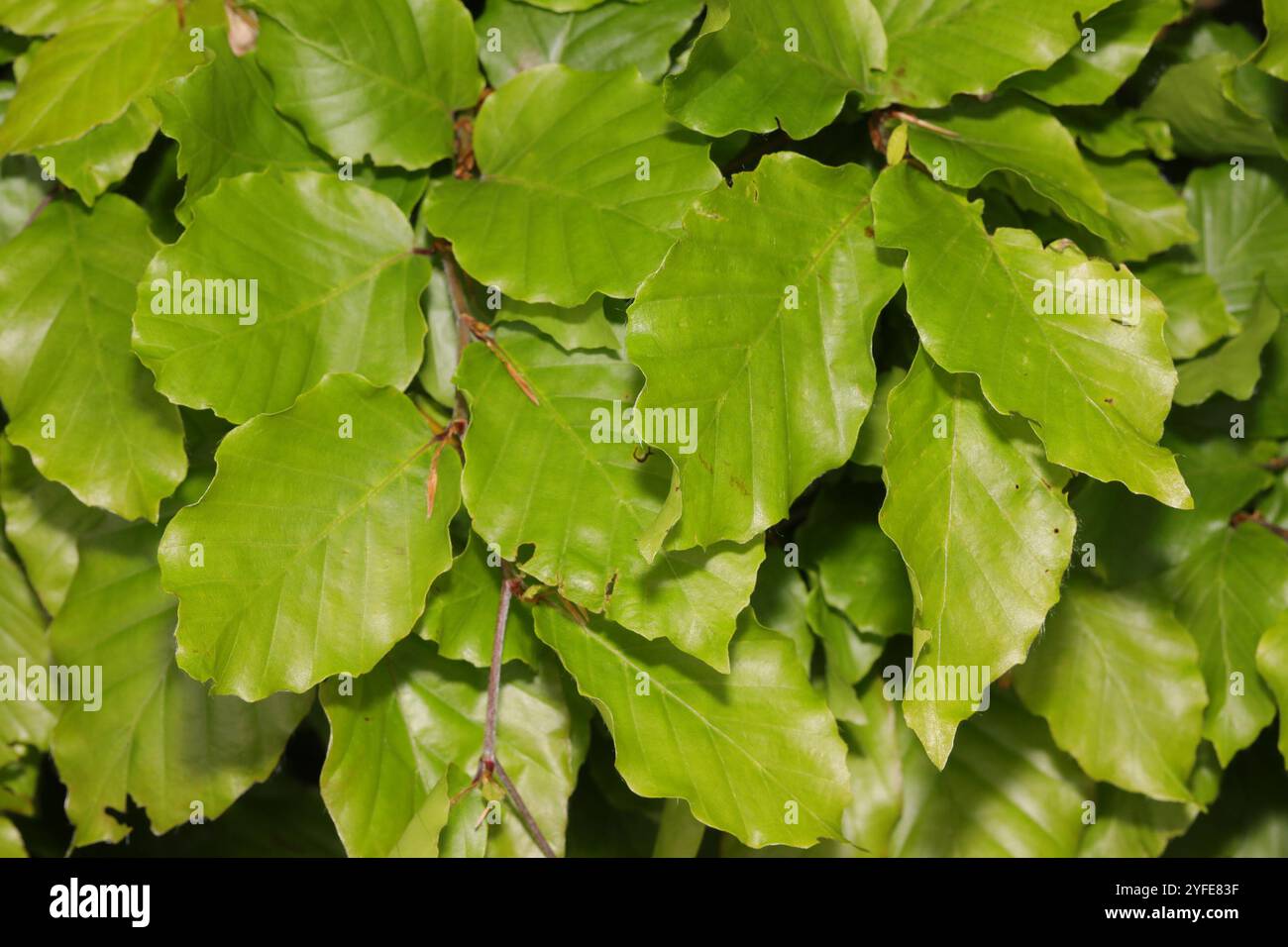 European beech (Fagus sylvatica Stock Photo - Alamy