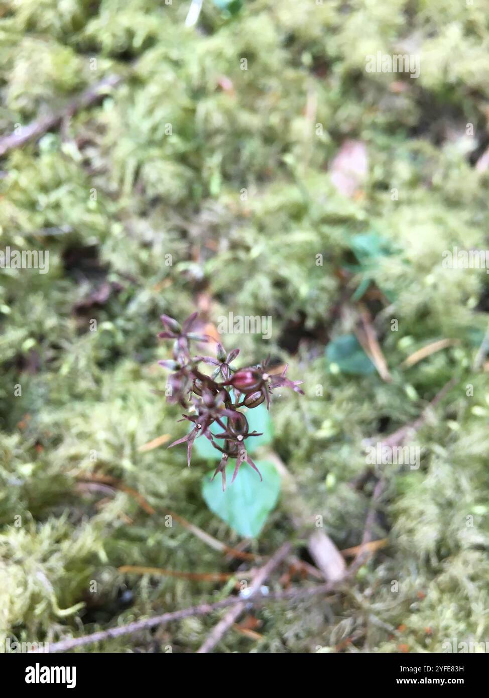 Heartleaf Twayblade (Neottia cordata Stock Photo - Alamy