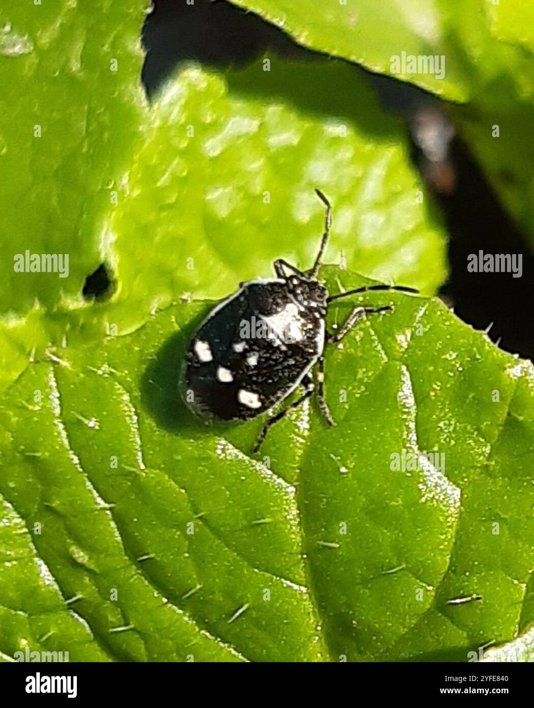 Cabbage Bug (Eurydema oleracea Stock Photo - Alamy