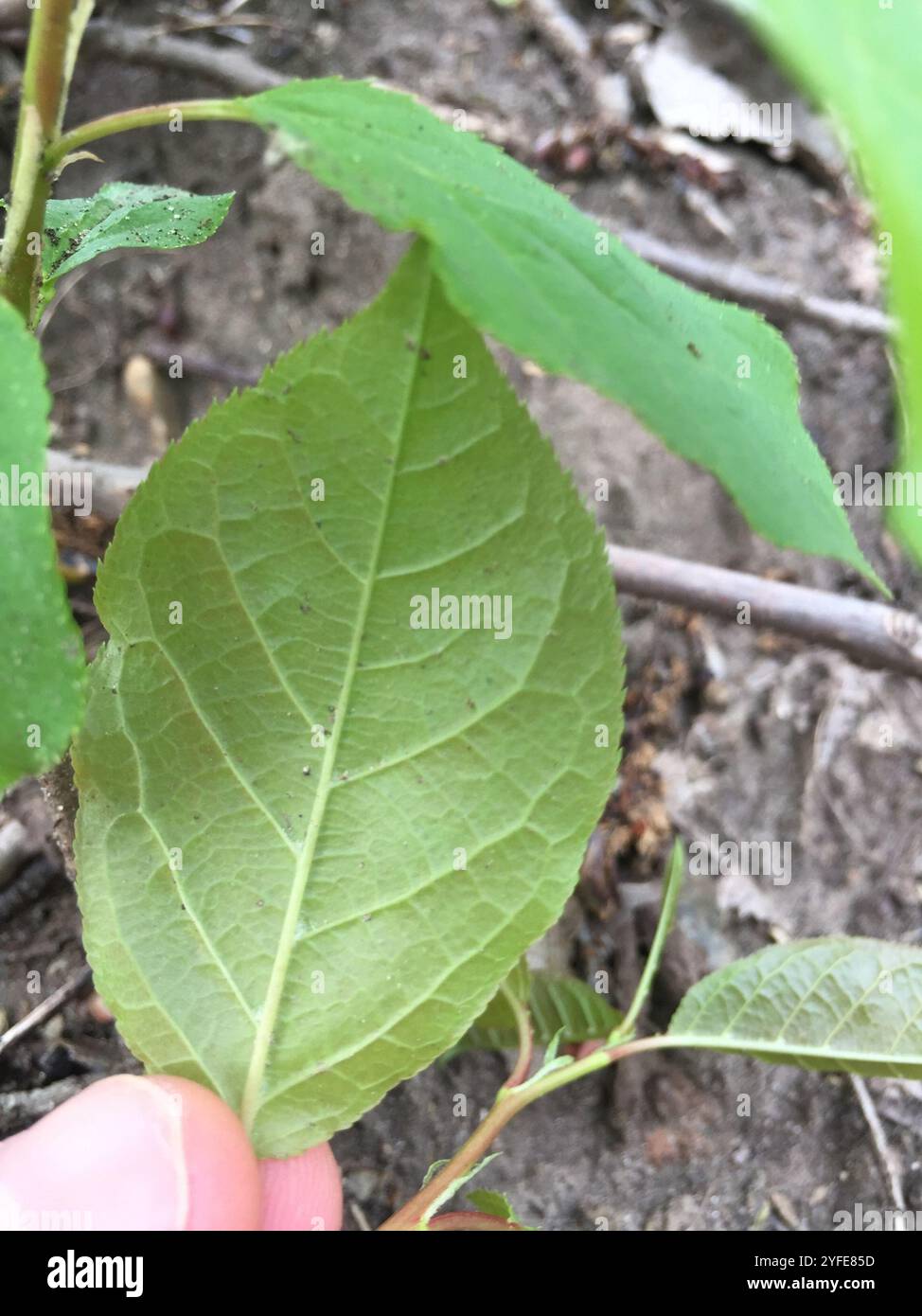 Canada plum prunus nigra hi-res stock photography and images - Alamy